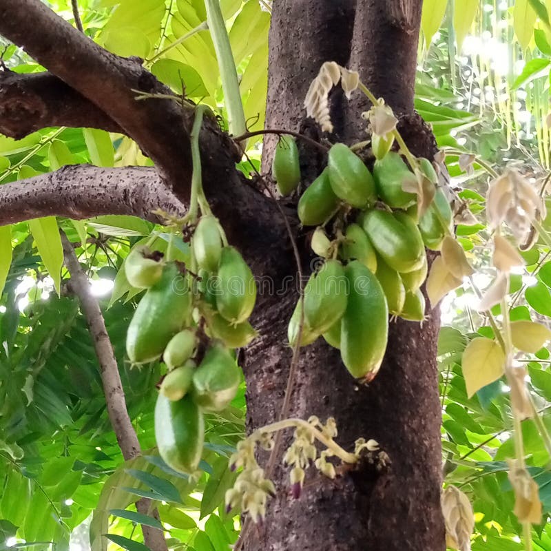 Starfruit Tree & X28; Belimbing Wuluh Indonesia & X29; Stock Image ...