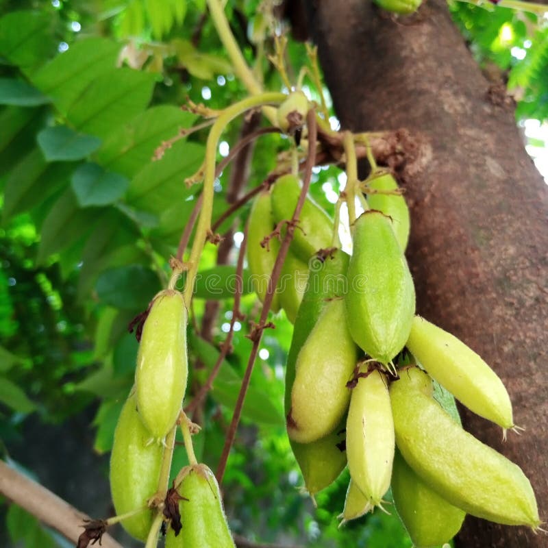 Starfruit Tree & X28; Belimbing Wuluh Indonesia & X29; Stock Photo ...