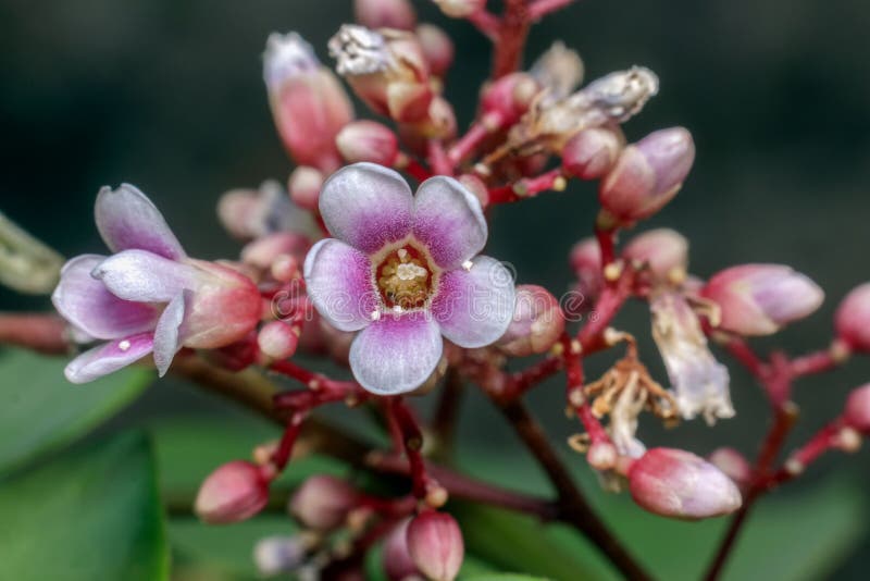 Starfruit Tree Flowers Bloom Stock Image - Image of tree, starfruit ...