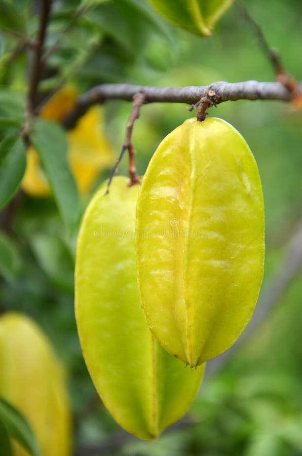 Starfruit on the tree stock image. Image of fruit, natural - 85384179