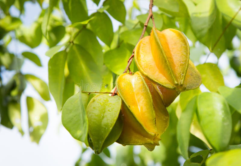 Starfruit on tree stock photo. Image of yellow, vegetarian - 48748670