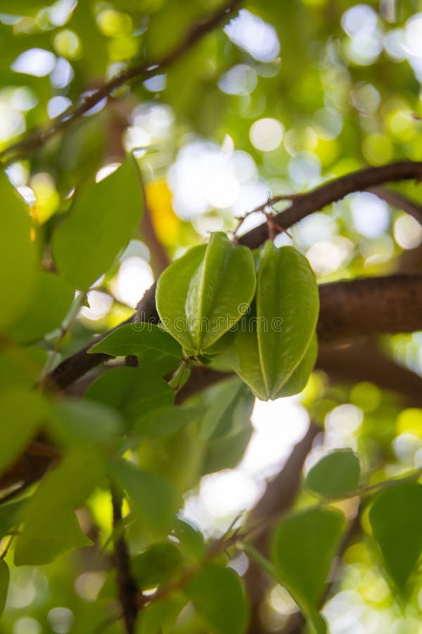 Starfruit in a tree stock photo. Image of food, southeast - 285887648