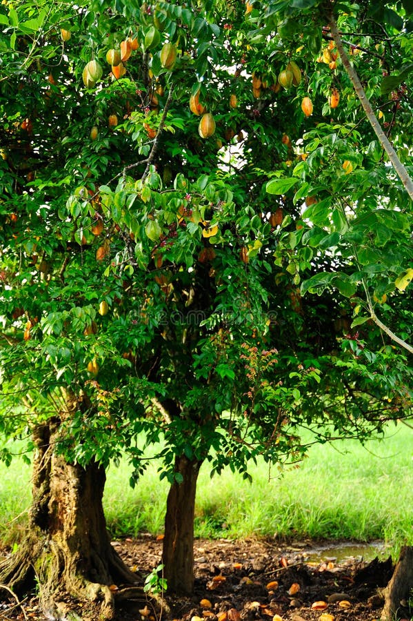 Potassium Stars Stock Photos - Free & Royalty-Free Stock Photos from ...