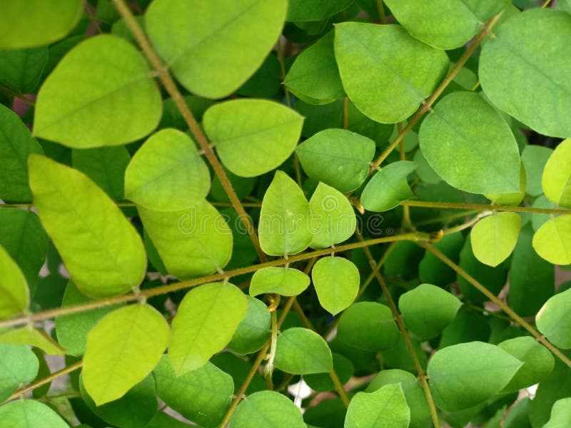 Starfruit tree leaves stock image. Image of wildflower - 270423871