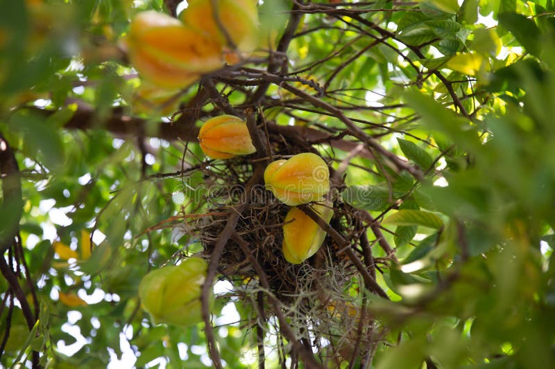 Starfruit Tree with a nest stock photo. Image of leaves - 274527206
