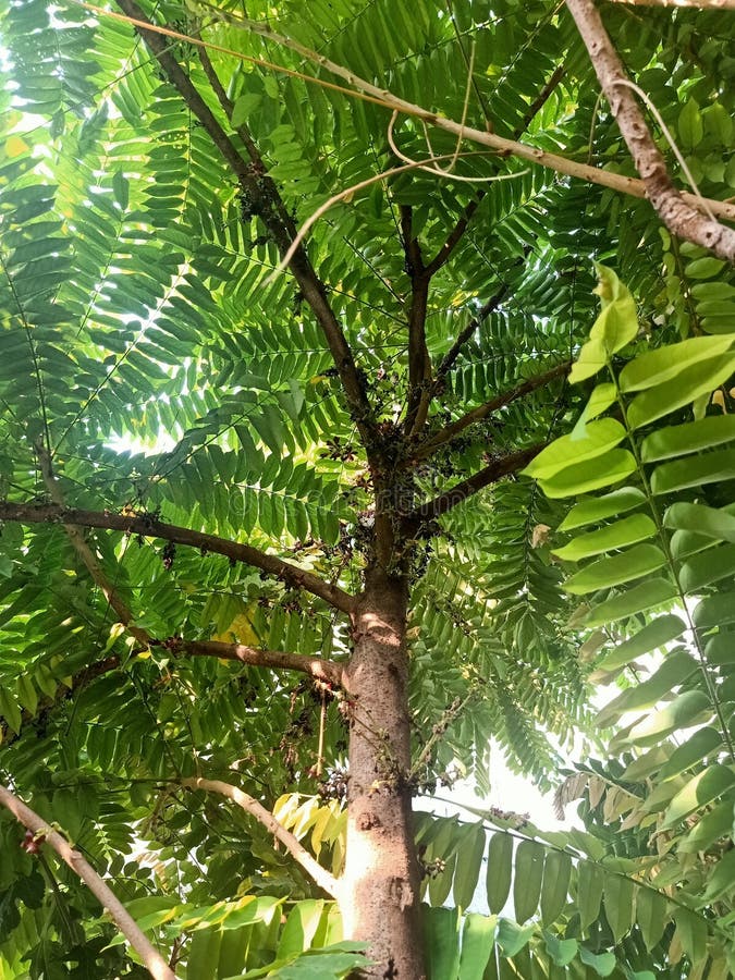 Starfruit Tree Twigs and Leaves Stock Image - Image of leaves, twigs ...