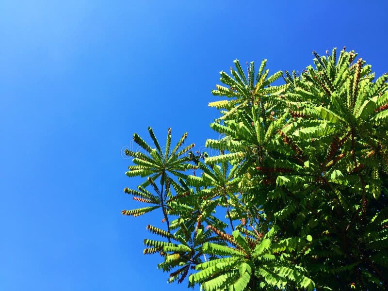 Starfruit Tree Leaves Isolated White Background Stock Image - Image of ...