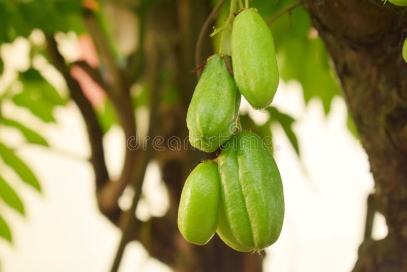 Starfruit vegetable stock image. Image of starfruit - 121106353