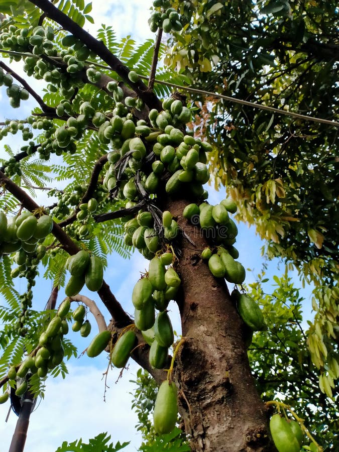 Starfruit Vegetables that are Hanging on the Tree Stock Photo - Image ...