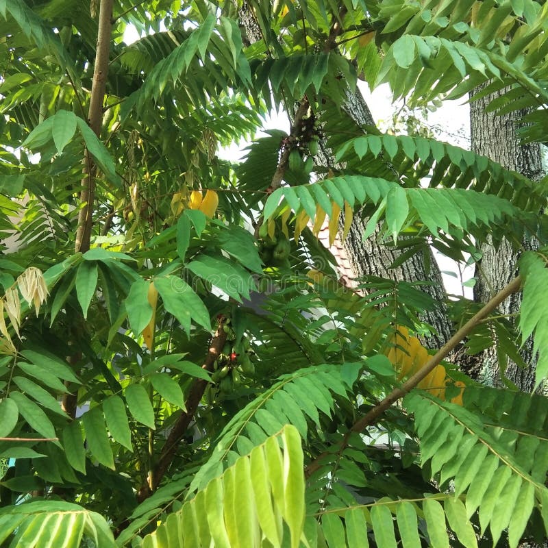 Starfruit vegetables stock image. Image of starfruit - 294700539