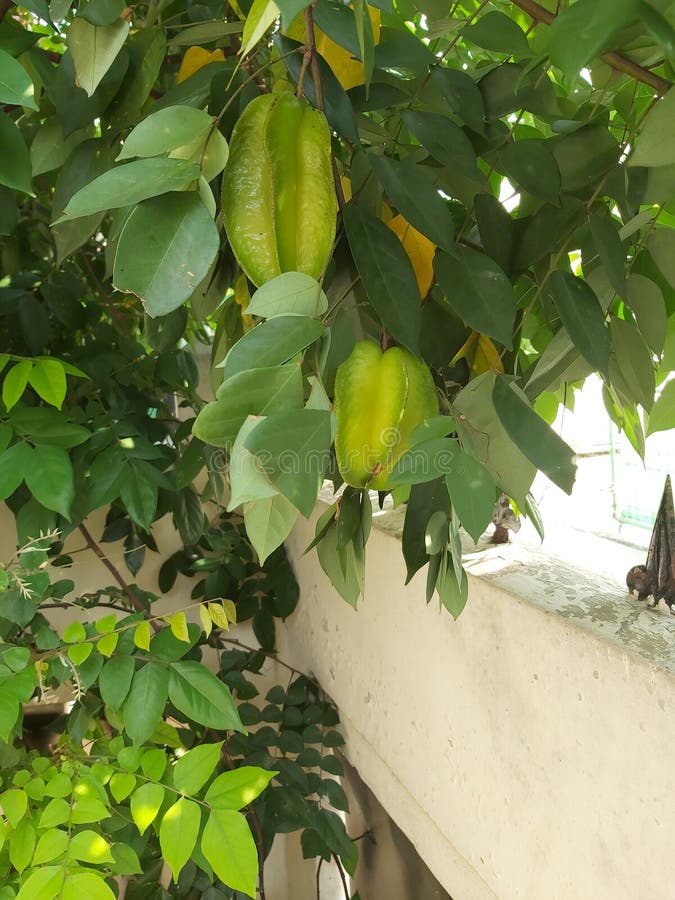 Starfruit stock image. Image of good, process, combination - 261904647