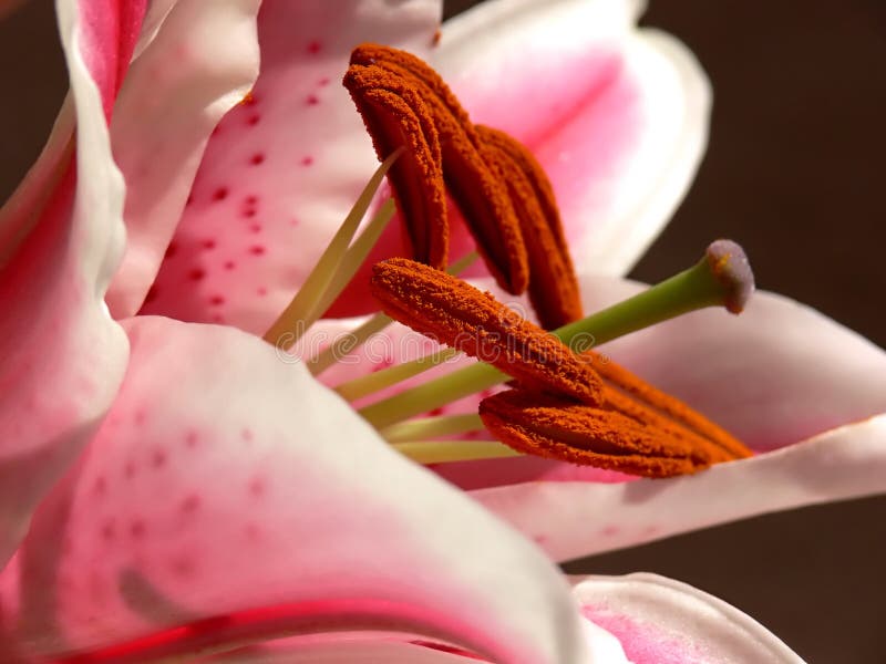 Stargazer stock image. Image of detail, botany, flora, nature - 733341