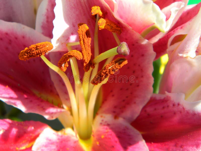 Stargazer stock photo. Image of texture, pink, stargazer - 97636312