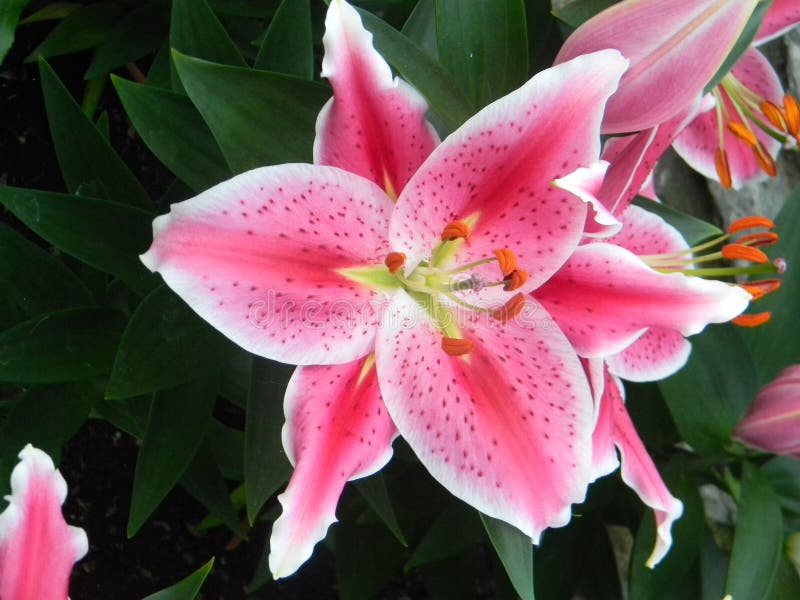 Stargazer lilly stock image. Image of como, flower, lily - 137337437