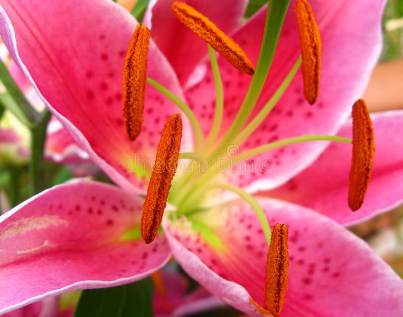 Stargazer lily stock photo. Image of stamens, petals, stargazer - 5100380