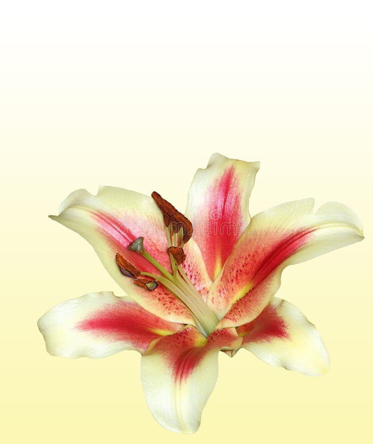 New Stargazer Lily Blooming in the Orange Garden Stock Image - Image of ...