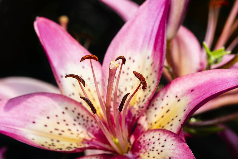 Stargazer Lily stock photo. Image of water, pretty, vibrant - 258024522