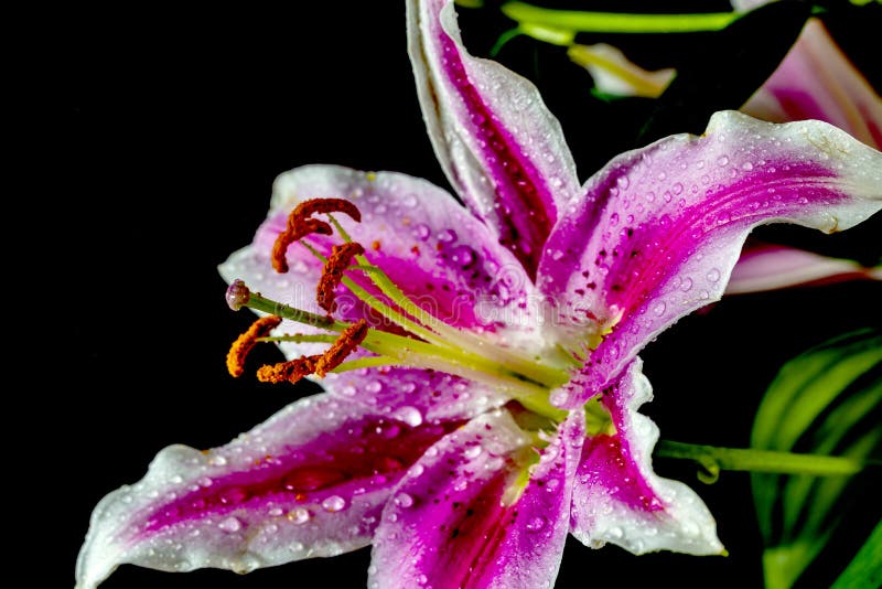 Stargazer Lily on Black Background Stock Image - Image of bloom, plants ...