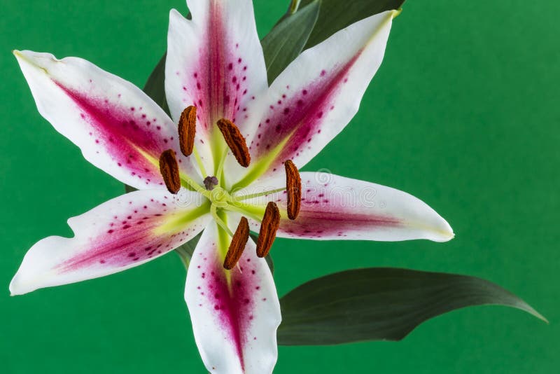 Stargazer Lily Flower stock image. Image of beautiful - 30788143