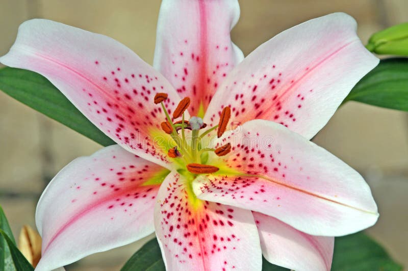 Stargazer lily stock photo. Image of stem, flora, leaves - 40151438