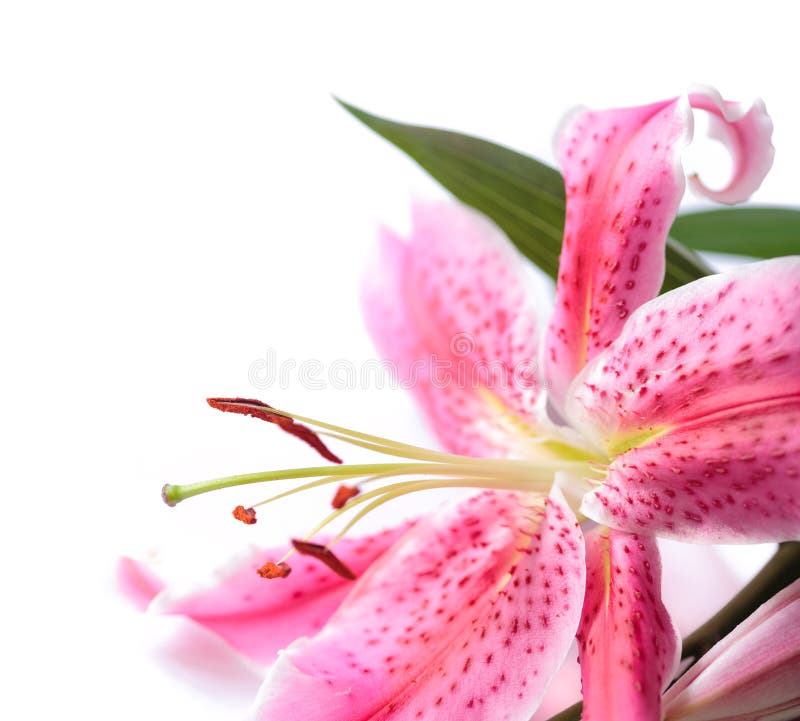 Stargazer lily isolated stock photo. Image of anther - 23504640