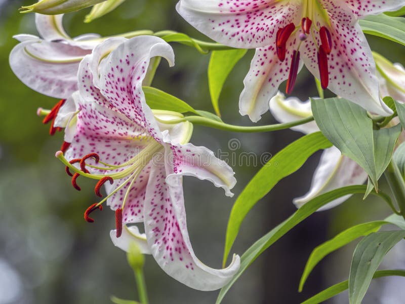 Stargazer Lily on Garden Background Stock Image - Image of lily ...