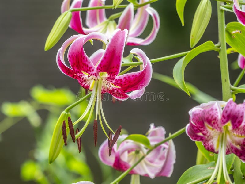 Stargazer lily in garden stock image. Image of group - 170869829