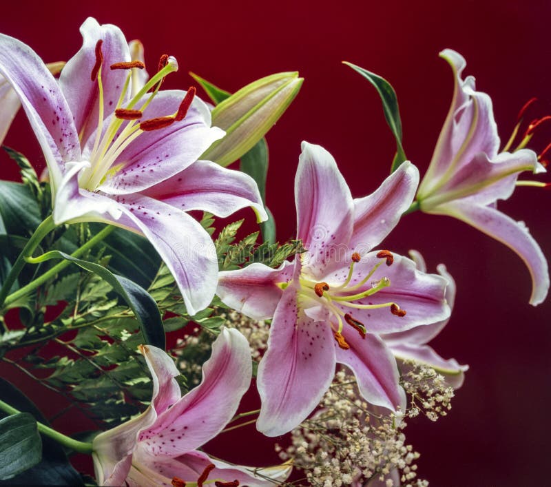 Stargazer Lily on Red Background Stock Photo - Image of beauty ...