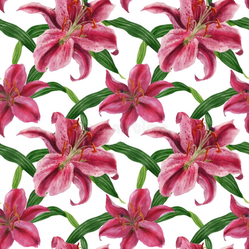 Stargazer Lily Stock Illustrations – 196 Stargazer Lily Stock ...