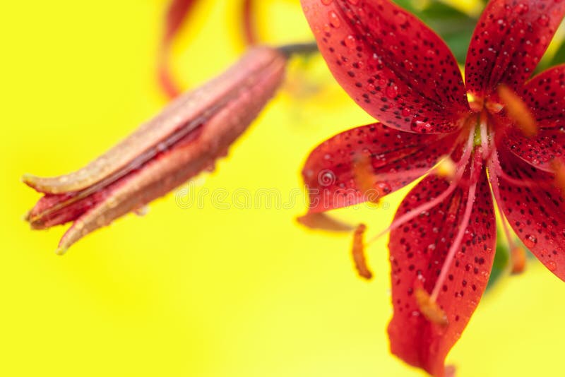 Stargazer Lily on Yellow stock image. Image of beauty - 13258123