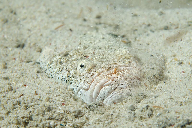 Stargazer Priest Fish while Hiding in Sand in Philippines Stock Photo ...