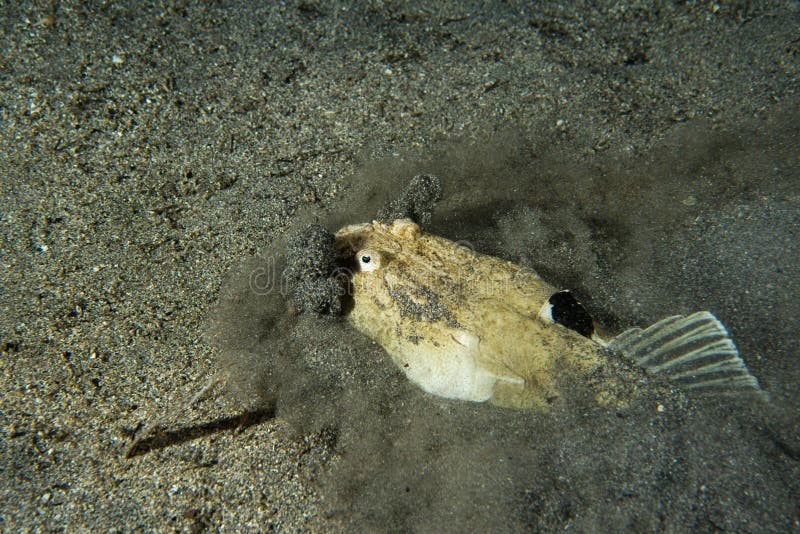 Stargazer Priest Fish while Hiding in Sand in Philippines Stock Photo ...
