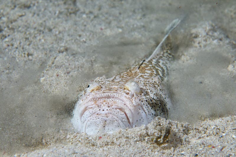 Stargazer Priest Scorpion Fish Stock Photo - Image of fish, wildlife ...