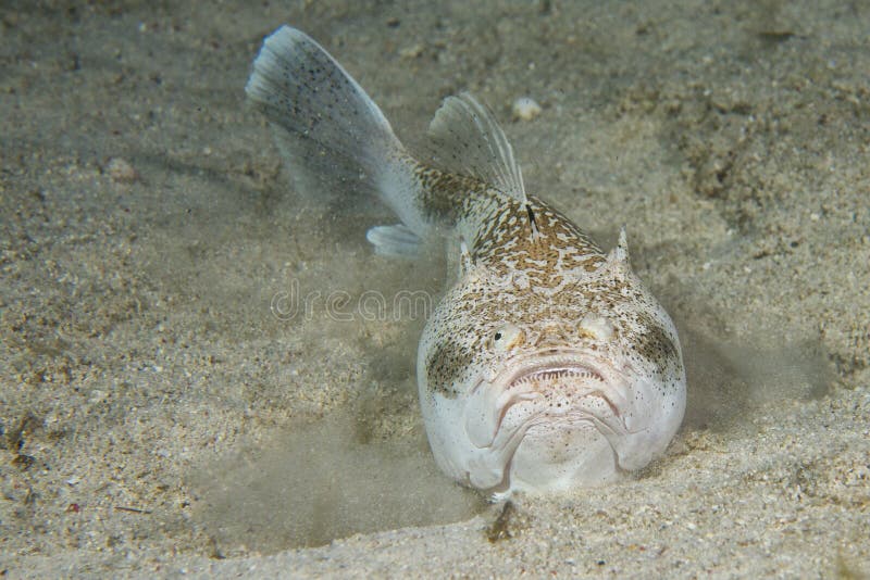 Stargazer Priest Scorpion Fish Stock Photo - Image of fish, wildlife ...