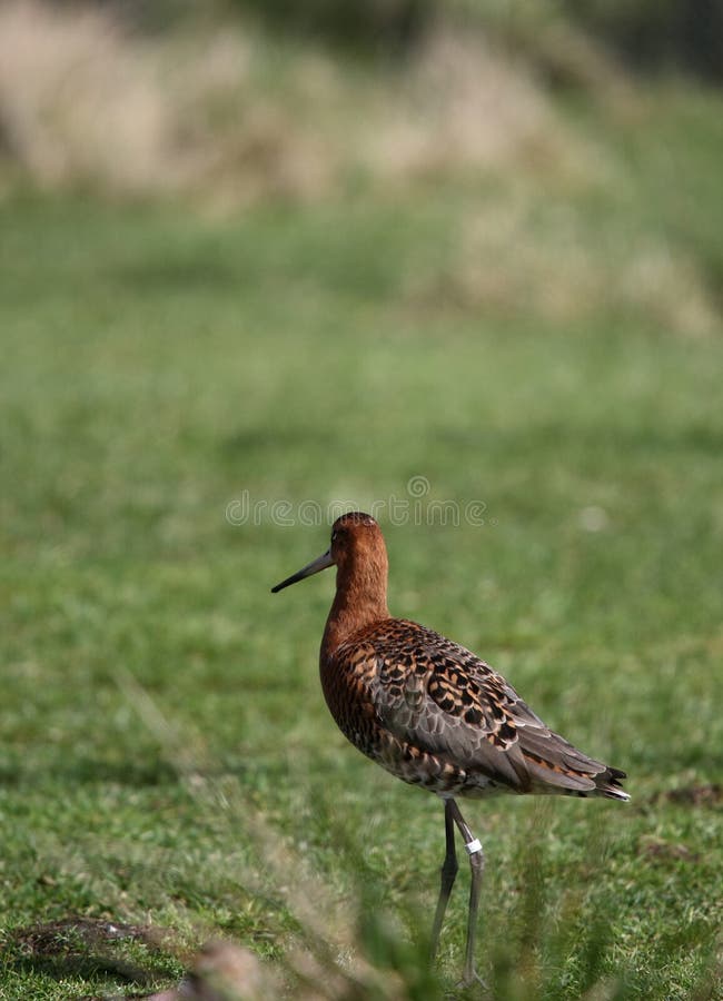 The Corn Crake, Corncrake or Landrail, Crex Crex is a Bird in the Rail ...