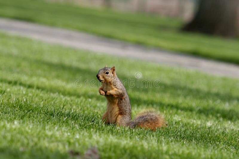 Staring stock photo. Image of cute, wildlife, animals, looking - 77920