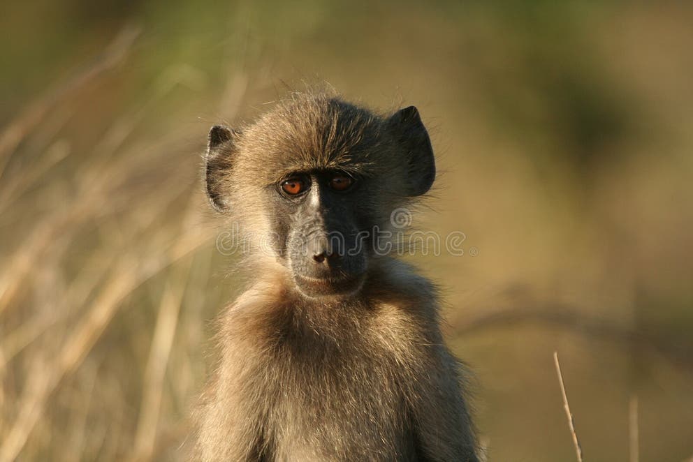 Staring baby stock photo. Image of expression, young - 11526354