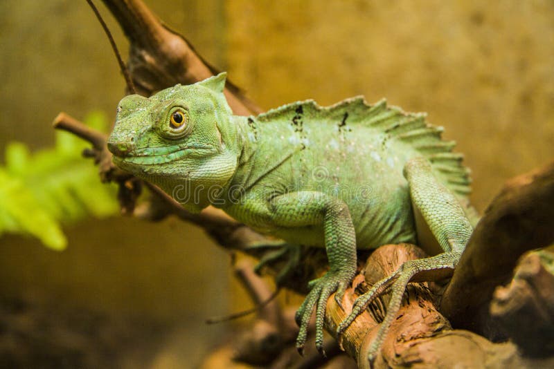 Staring Basilisk stock image. Image of natural, green - 45568555