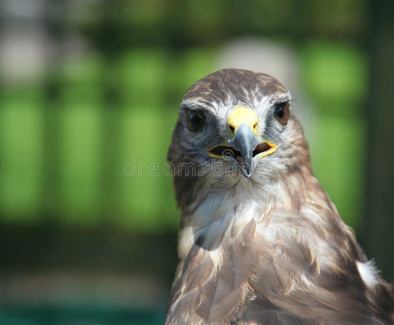 Staring bird of prey stock photo. Image of closeup, fauna - 6105820