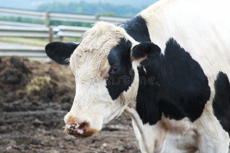 Staring Black sheep stock photo. Image of animal, staring - 57336216
