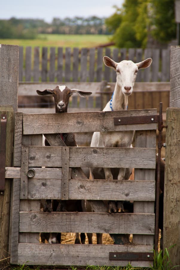 5,524 Animal Farm Gate Stock Photos - Free & Royalty-Free Stock Photos ...