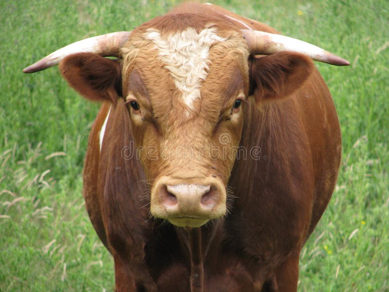 Staring Bull stock image. Image of steer, horns, brown - 13115707