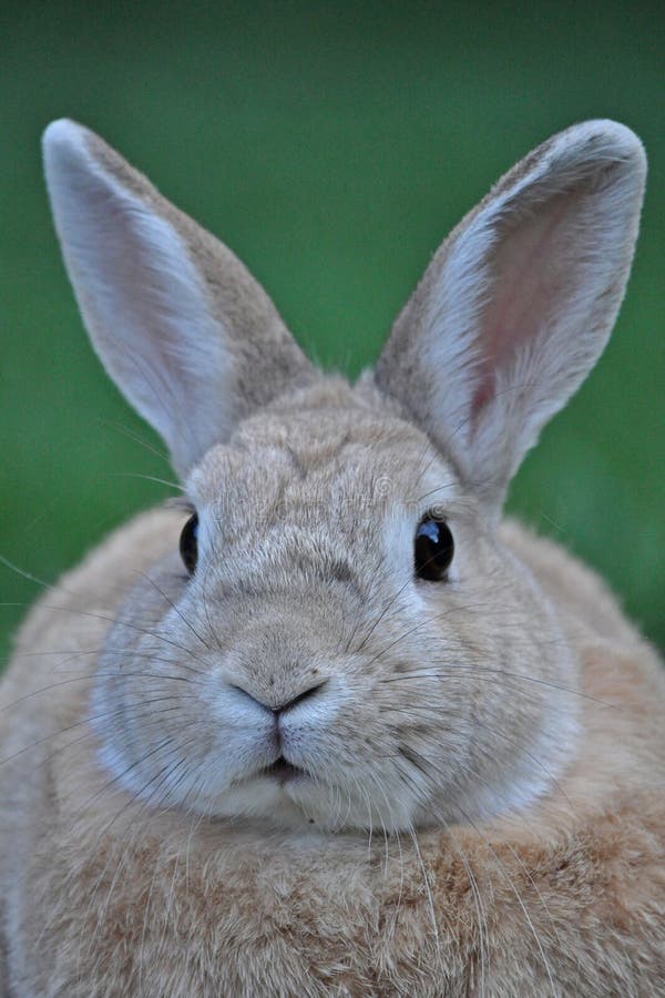 Staring bunny stock photo. Image of mammel, nose, rabbit - 15054022