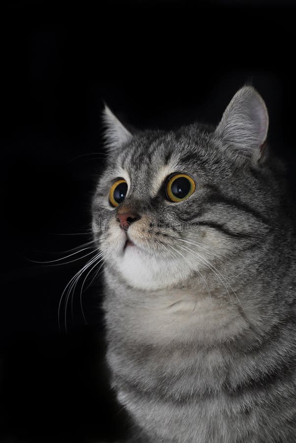 Staring cat stock image. Image of pupil, pupils, wise - 14423207