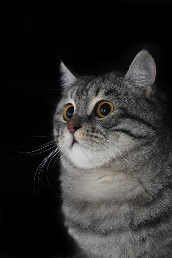 Staring cat stock image. Image of pupil, pupils, wise - 14423207