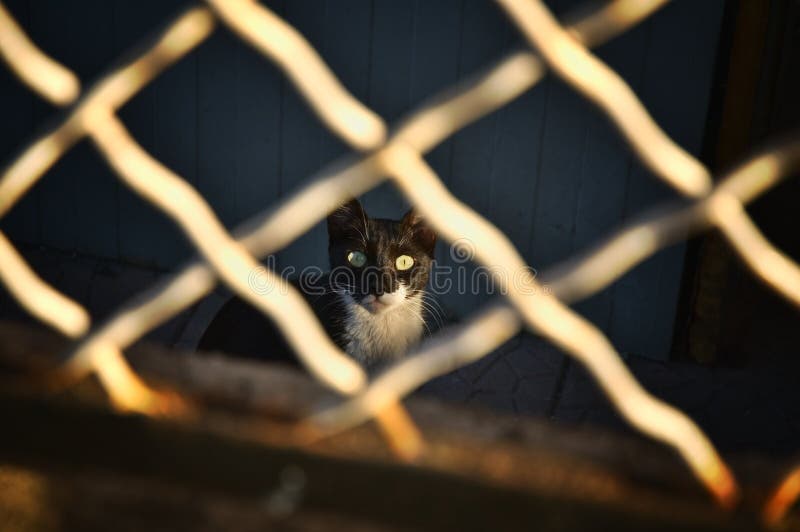 Staring cat stock photo. Image of cute, staring, cats - 2708524