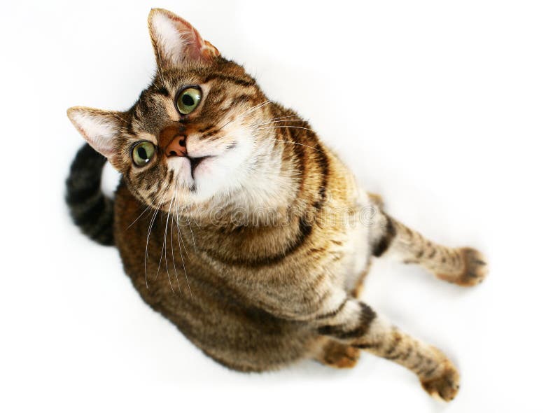 Staring Cat stock image. Image of curiosity, inquisitive - 8173835