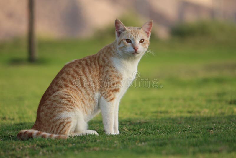 Janel Park Stock Photos - Free & Royalty-Free Stock Photos from Dreamstime