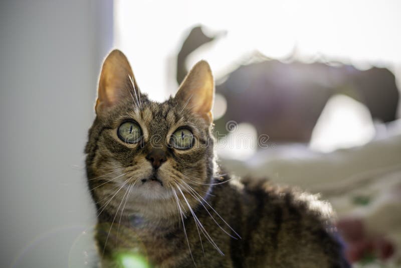 Staring Cat with Big Eyes and Small Pupils Stock Photo - Image of face ...