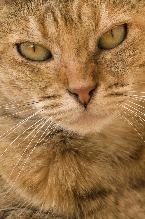 Staring Cat stock photo. Image of kitty, furry, companion - 45221532